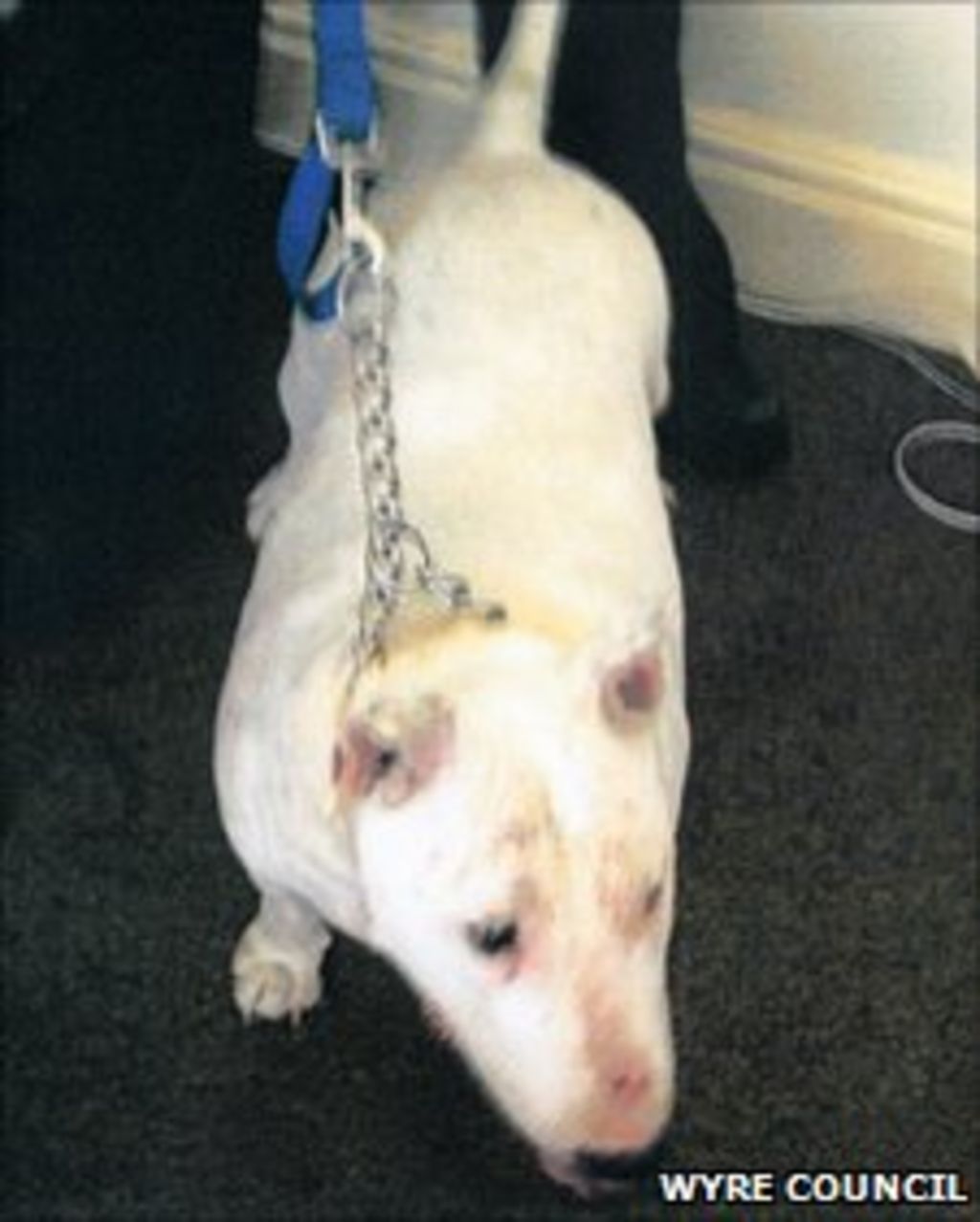 Obese bull terrier seized in Fleetwood 'now doing well' - BBC News