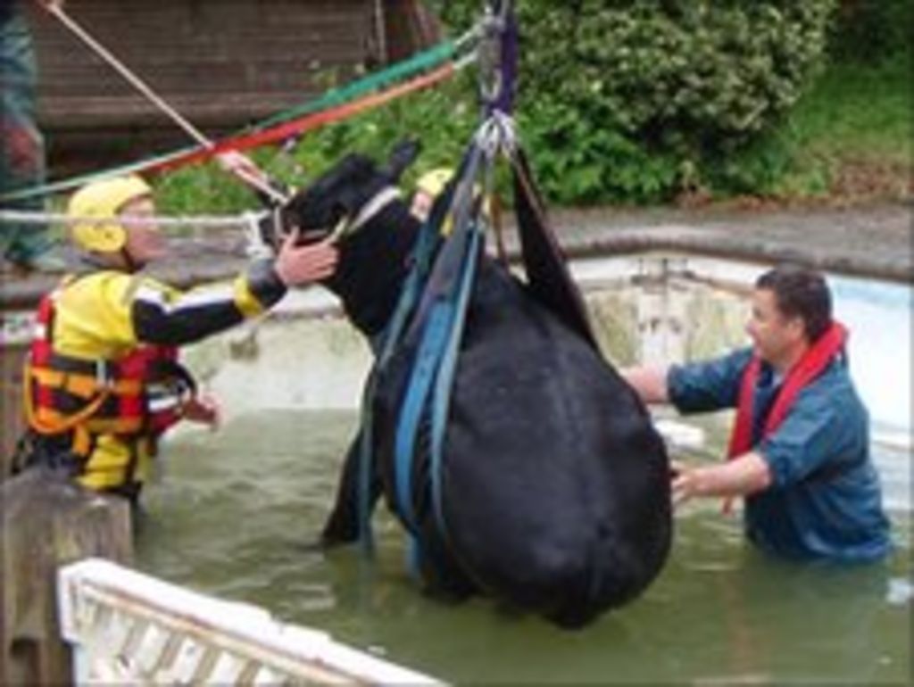 Cow recovering after Dorset swimming pool rescue - BBC News