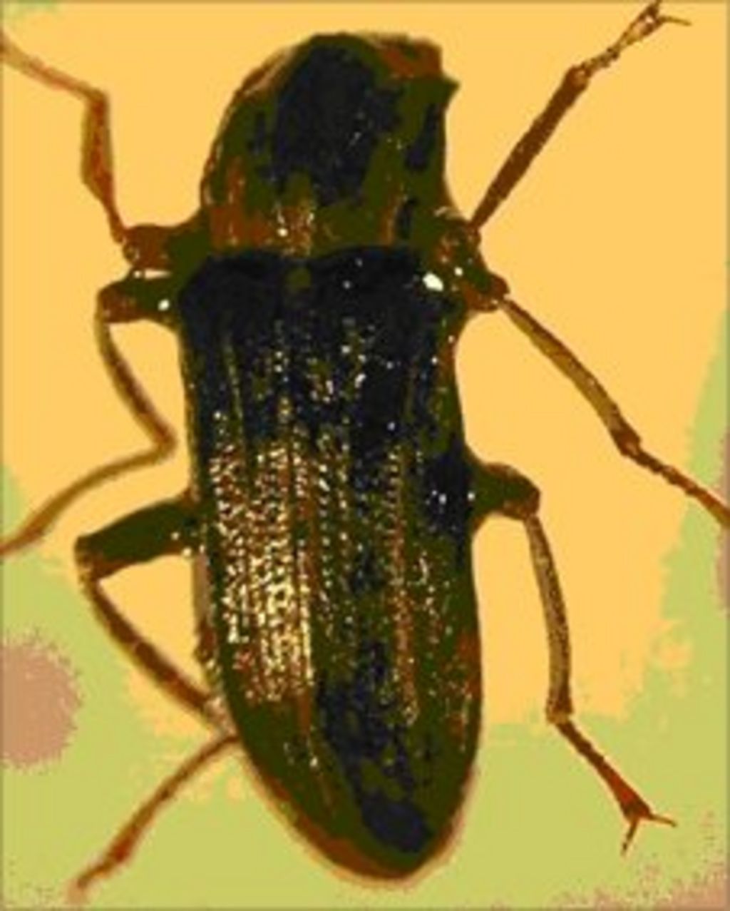 Rare beetle found in Bedfordshire town's river - BBC News