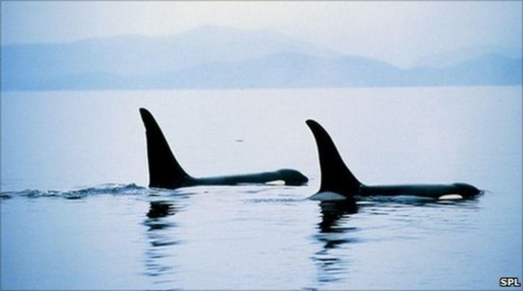 Whales and humans linked by 'helpful grandmothers' - BBC News