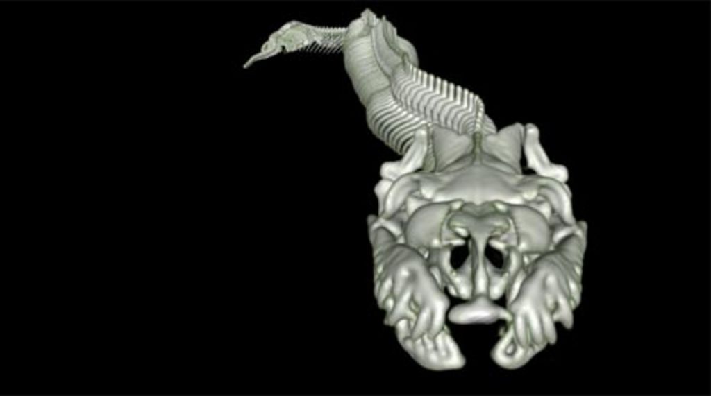 Scientists peer inside a python to see swallowed rat - BBC News