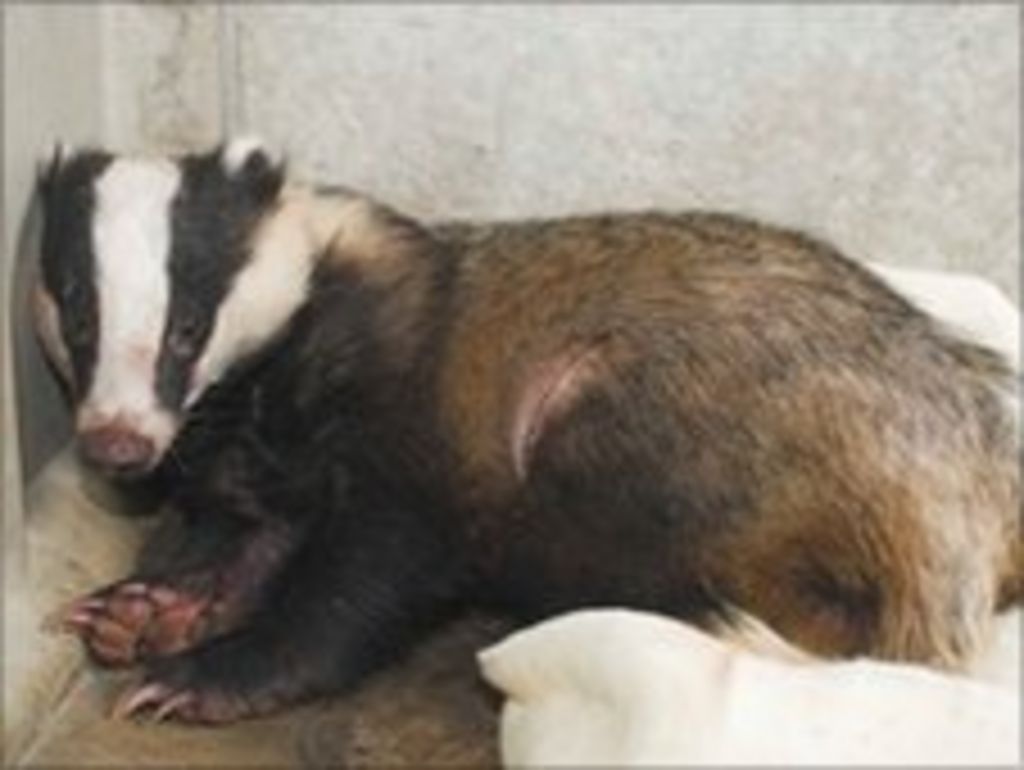 Snared badger heads back to wild in Borders - BBC News