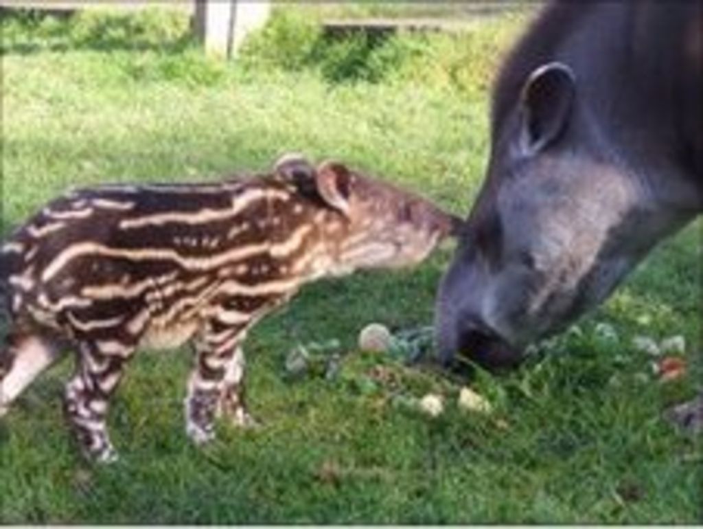 Rare tapir calf makes debut at Cambridgeshire zoo - BBC News