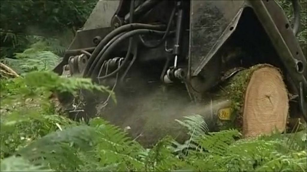 Trees felled in Devon and Cornwall amid disease fears - BBC News