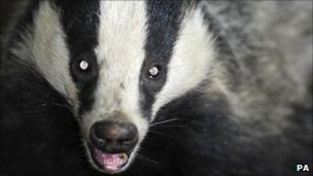 Badger baiting 'tout' beaten up near Newry - BBC News