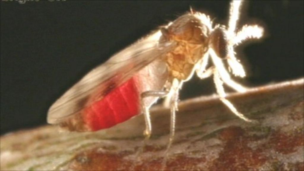How Scottish Highland midges select their victims - BBC News