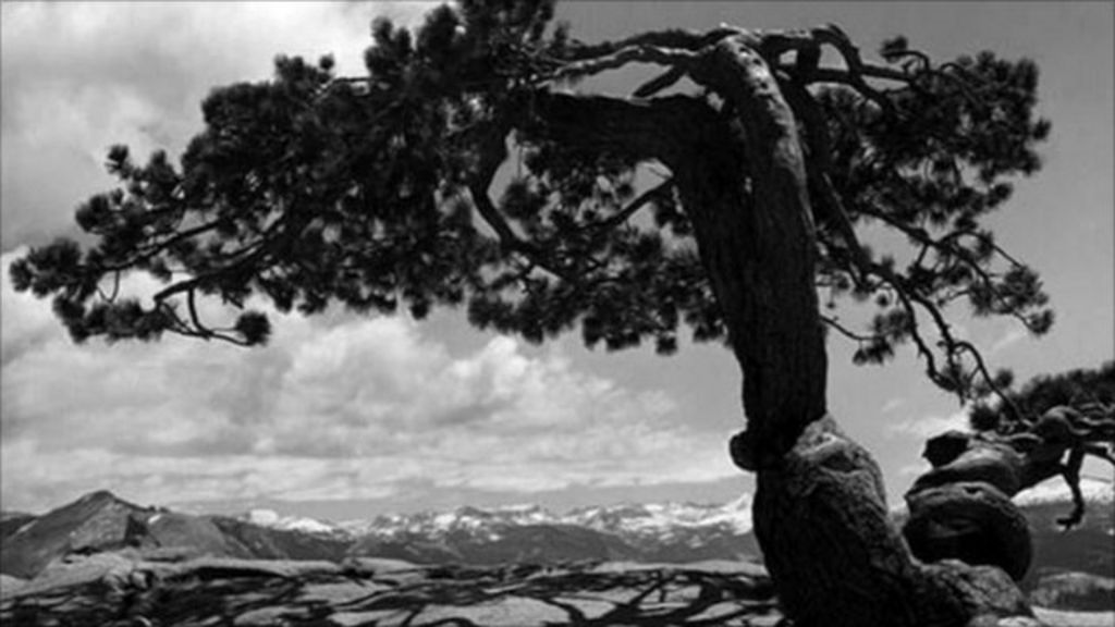 Painter 'finds' lost Ansel Adams negatives - BBC News