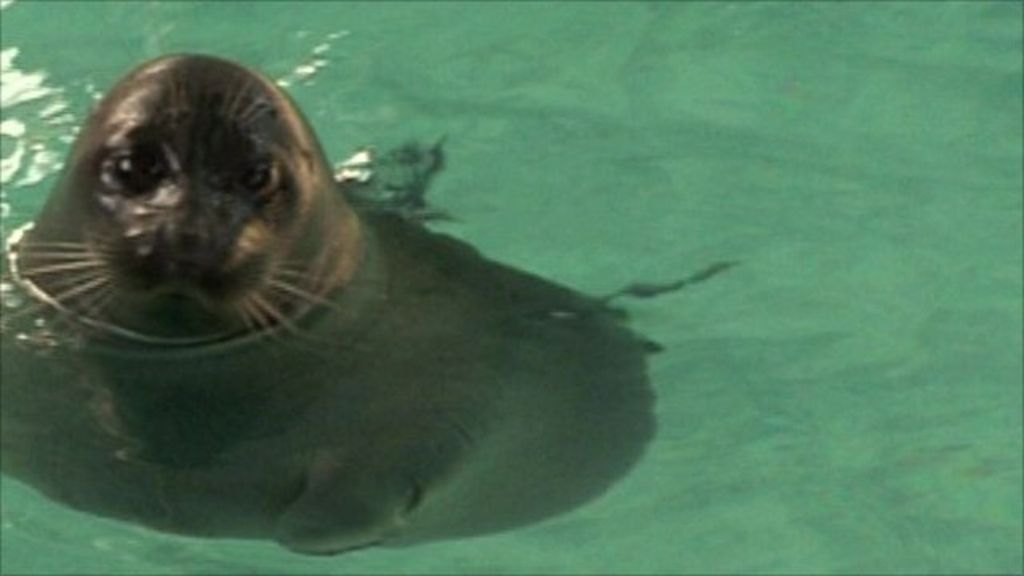 Fast and smart - meet Lake Baikal's unique nerpa seal - BBC News