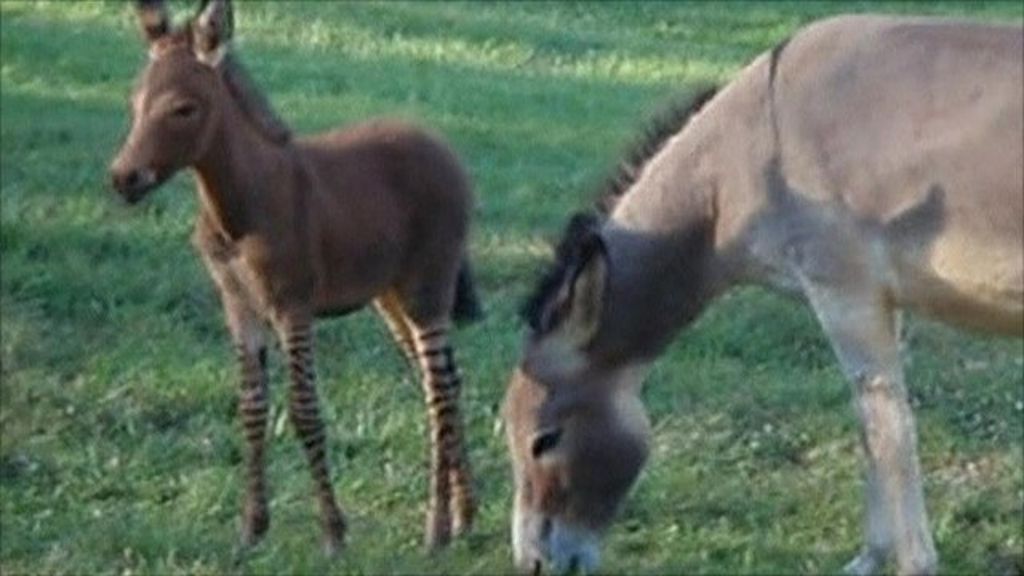 Rare zedonk born at US wildlife reserve - BBC News