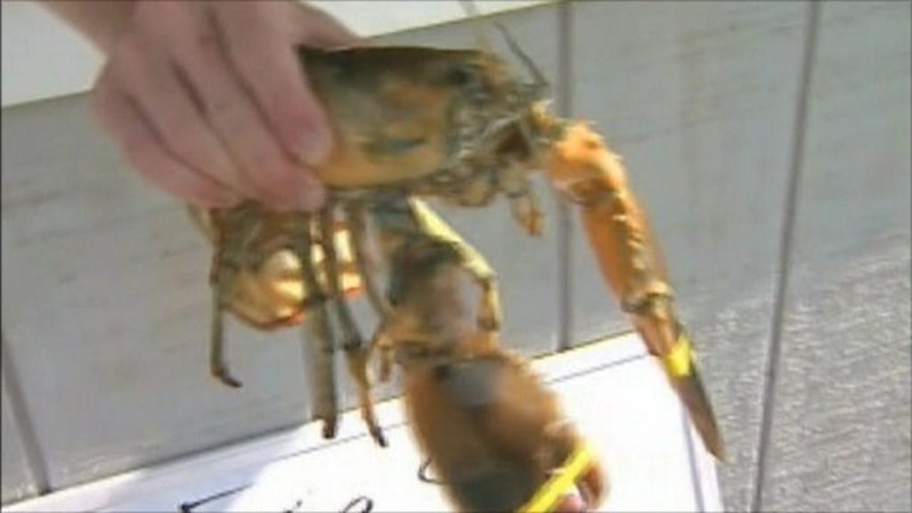 Fisherman catches rare yellow lobster - BBC News