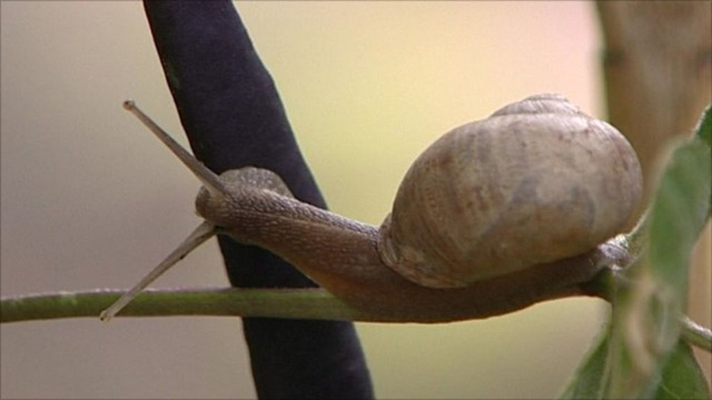 Experiment tests snails' homing instincts - BBC News