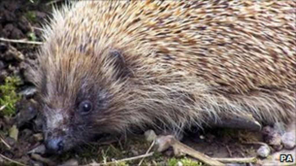 Sniffer dog joins Western Isles hedgehog hunt - BBC News