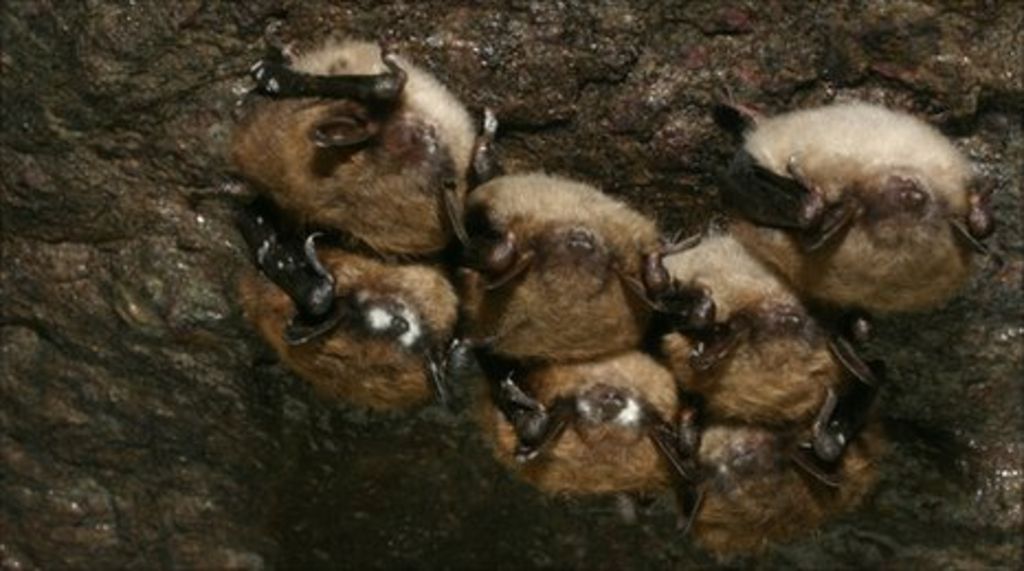 Disease 'killed one million bats' - BBC News