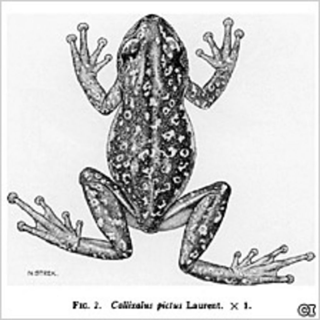 Global hunt begins for 'extinct' species of frogs - BBC News