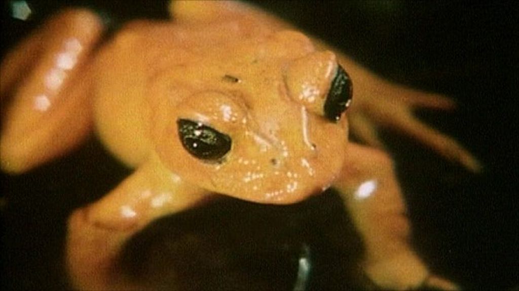 Conservationists begin hunt for 'extinct' frogs - BBC News