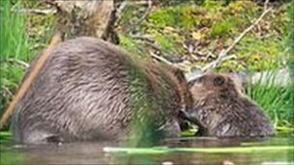 'First' newborn beavers spotted in the Argyll Forest - BBC News