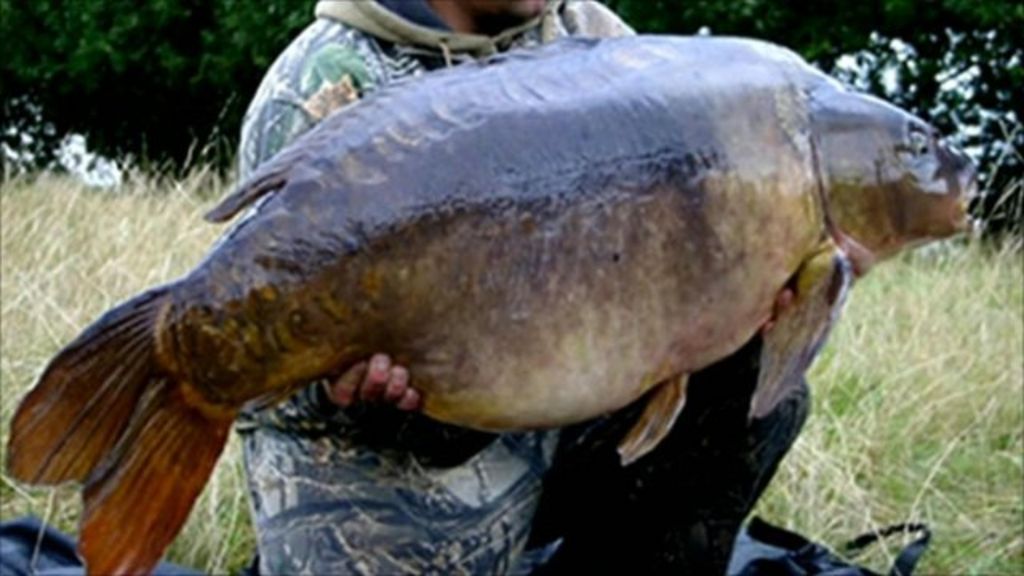 Ashford anglers mourn death of giant carp 'Two Tone' - BBC News