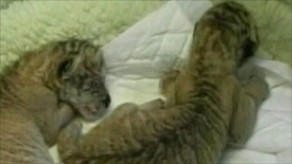 Collector fined for breeding 'ligers' in Taiwan - BBC News