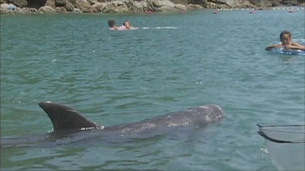 Japanese mayor defends dolphin hunts in Taiji village - BBC News