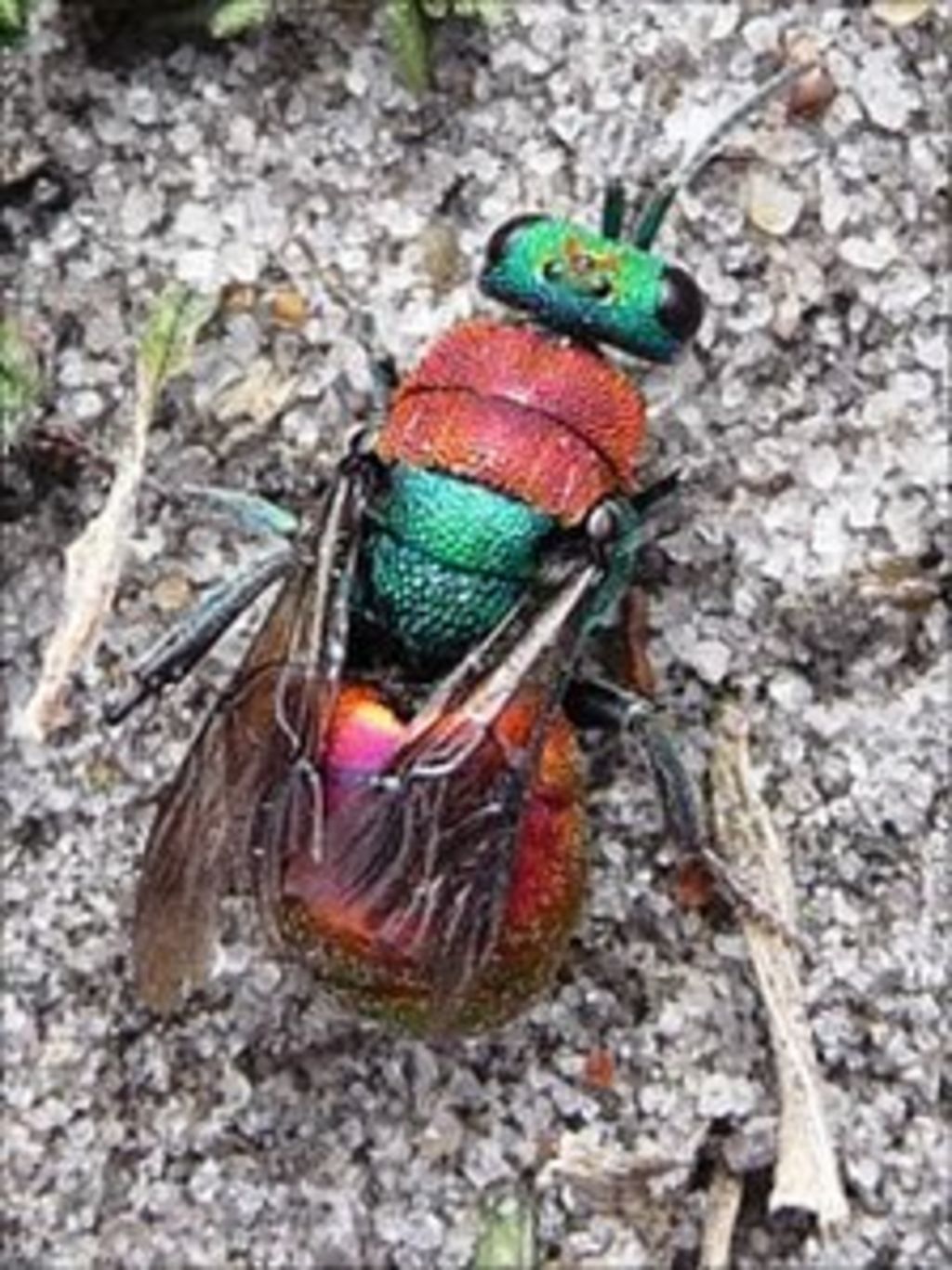 Rare, ruby-tailed wasp discovered on Whitmoor Common - BBC News