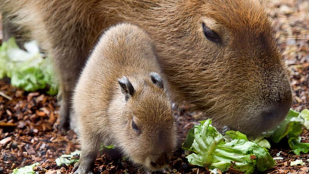 Paignton Zoo celebrates giant capybara birth - BBC News