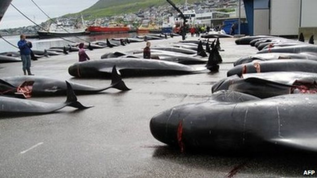 Anti-whaling NGOs warn of 'contaminated' whale meat - BBC News