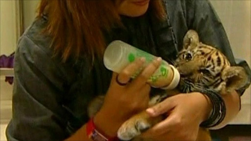 Sedated tiger cub recovers after luggage ordeal - BBC News