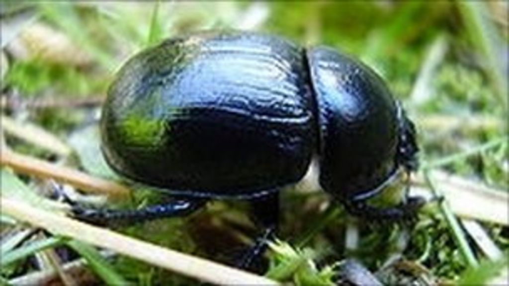 Rare beetle discovered at Runcorn Hill nature reserve - BBC News