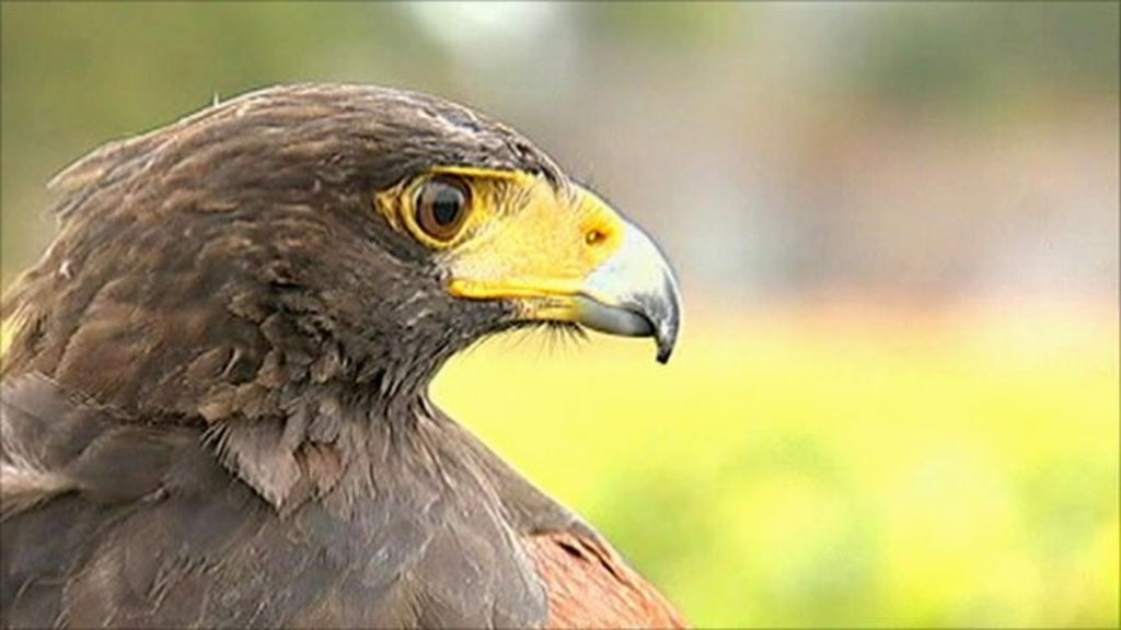 Champagne farmers use falcons to beat pests at harvest - BBC News