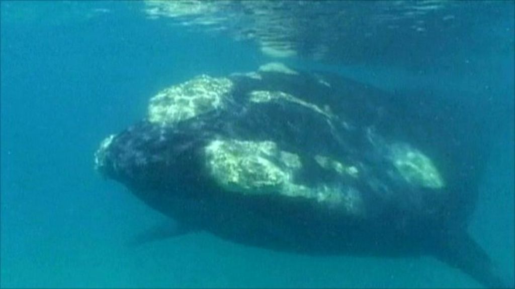 Whale alert system being tested in Mediterranean - BBC News