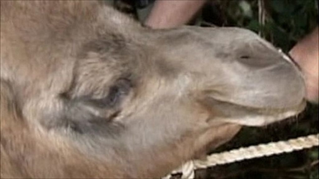 Oregon firefighters dig camel out of sinkhole - BBC News