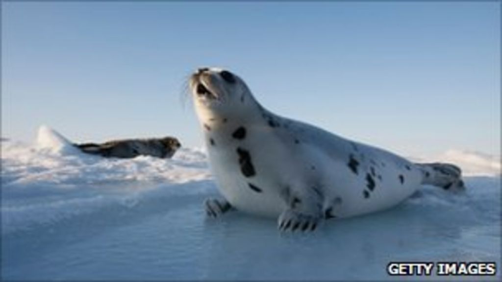 Inuit loophole for sealskin sporrans - BBC News