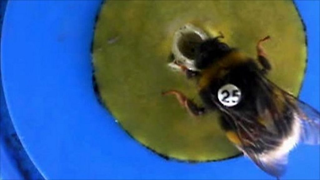 Mapping the flight of the bumblebee - BBC News