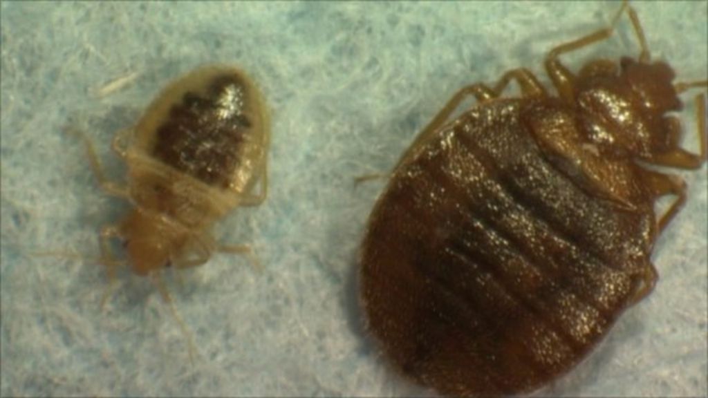 Bed bugs infest New York City - BBC News
