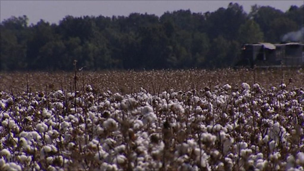 Price of cotton rises to its highest level in 15 years - BBC News