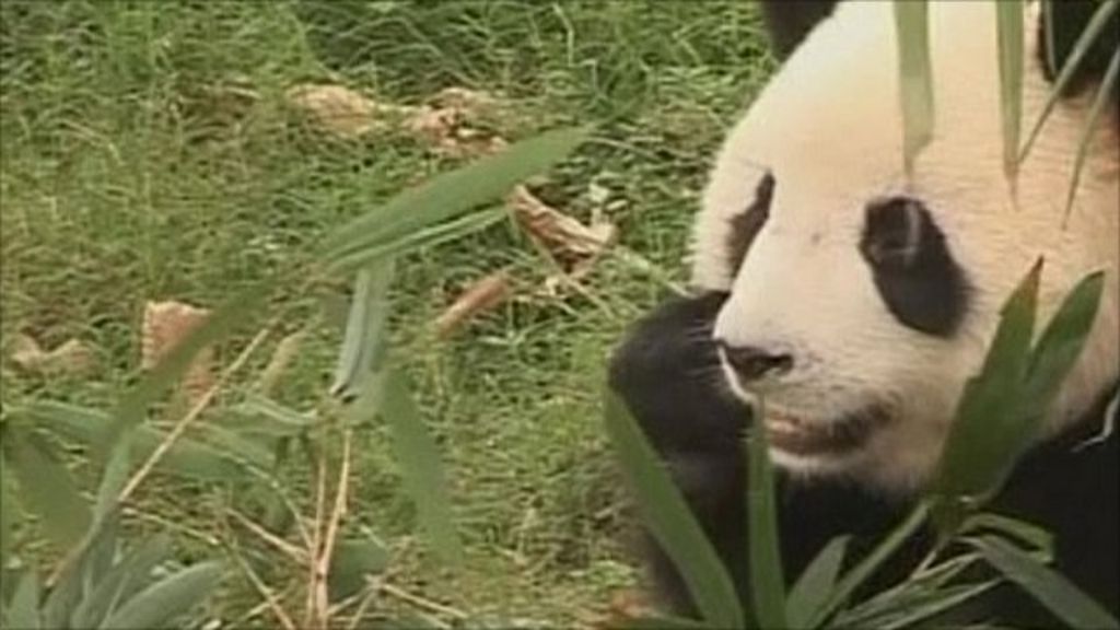 Panda ambassador competitors down to last dozen - BBC News
