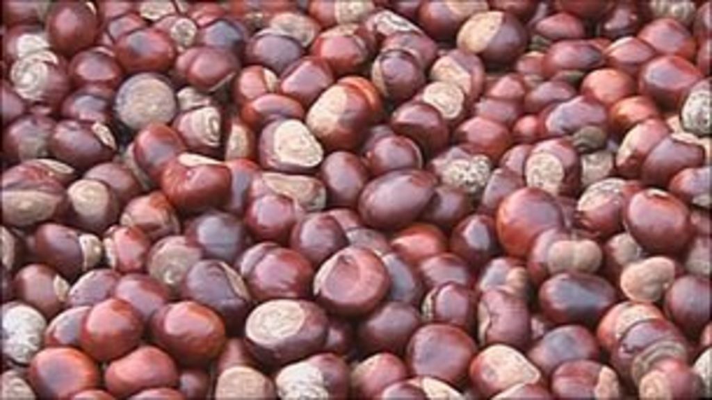 Conker parcels save Northumberland competition - BBC News