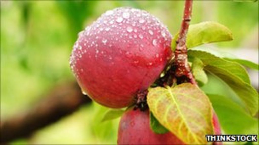Is foraging fruit legal? - BBC News