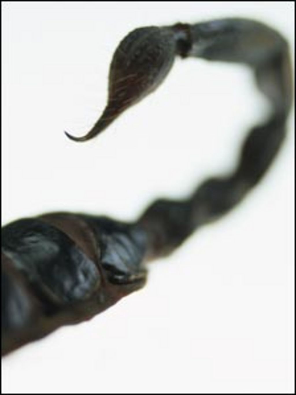 Scorpion sting 'heart bypass aid' - BBC News