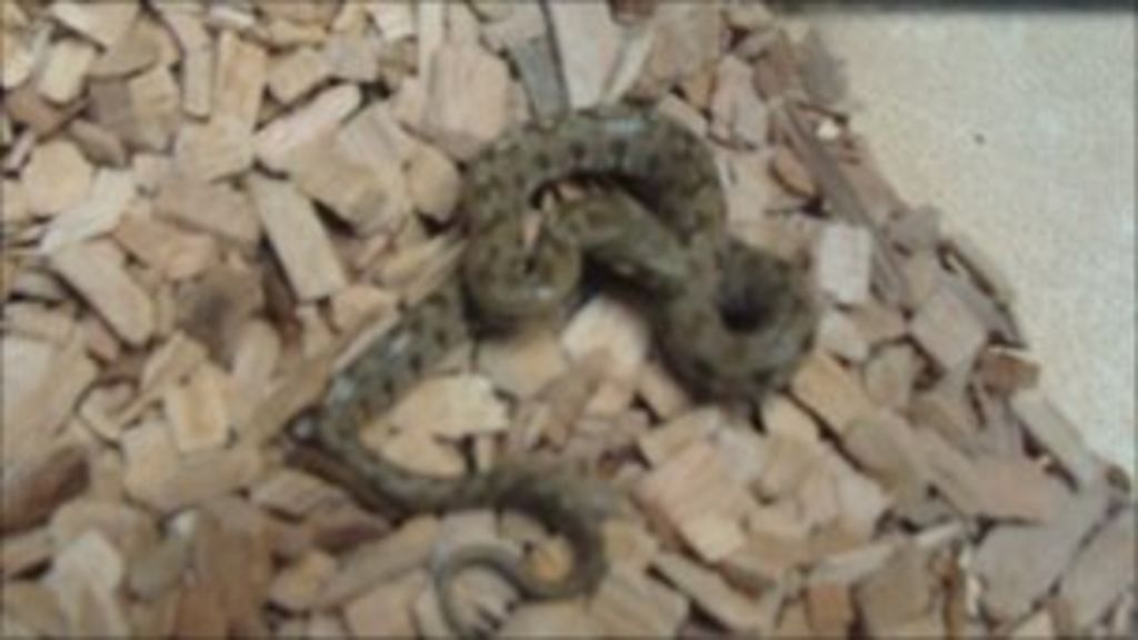 Poisonous snake discovered in box of grapes - BBC News
