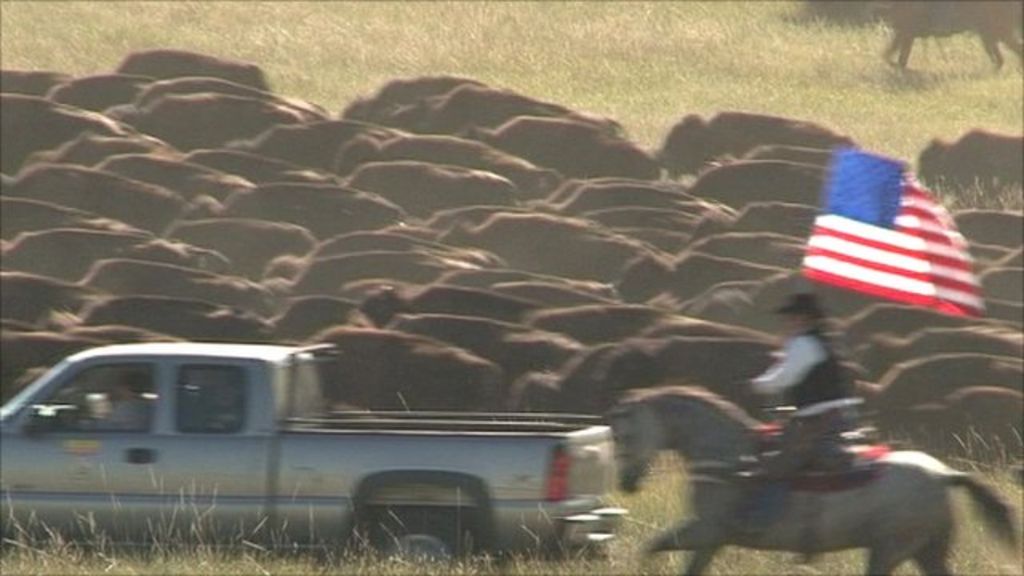 Riding with the king of the buffalo round-up - BBC News