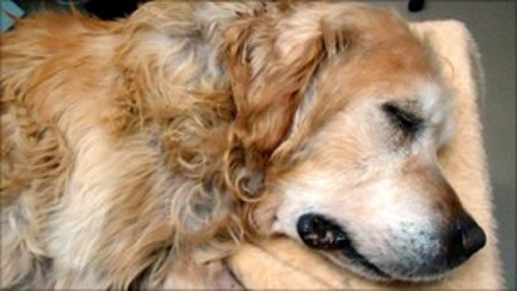 Abandoned frail golden retriever put to sleep - BBC News