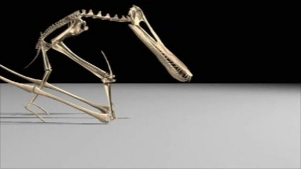 Pterosaur reptile used "pole vault" trick for take-off - BBC News