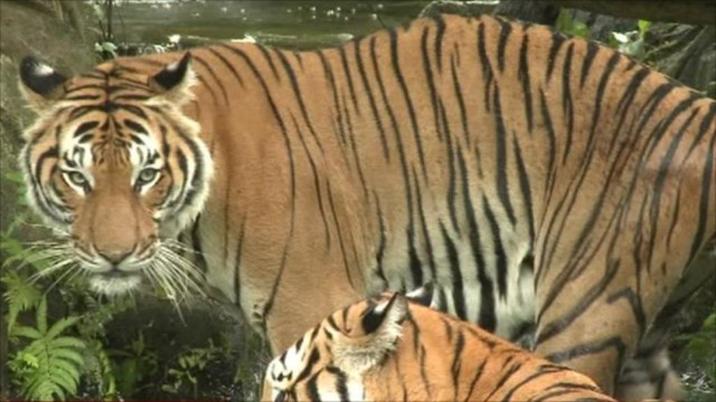 Tigers threatened by extinction as only 3,000 left - BBC News