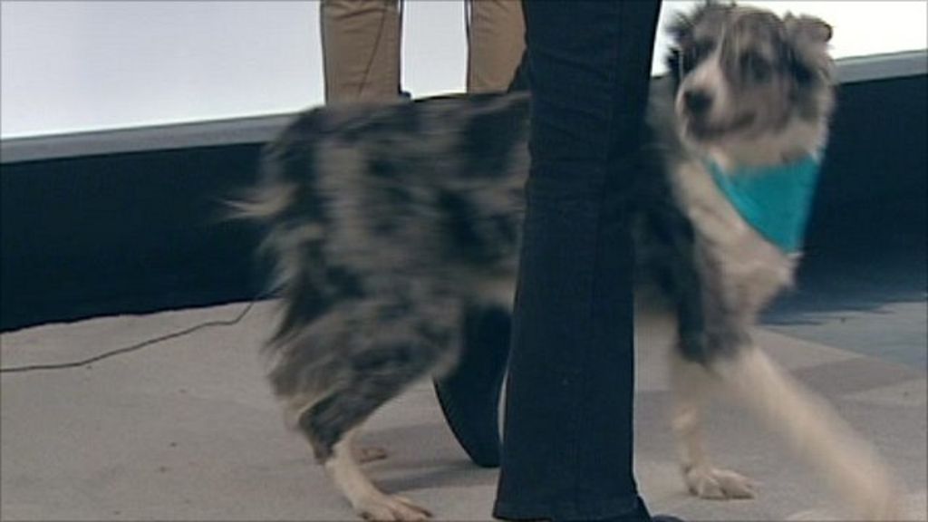 Secrets of dancing dog Chandi - BBC News