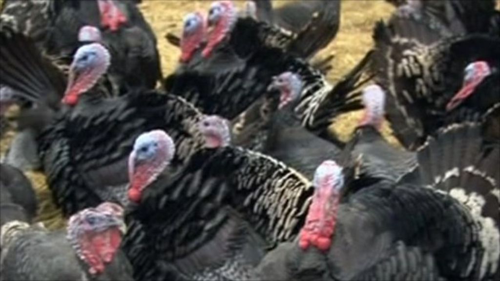 Farmers fight back against turkey theft - BBC News