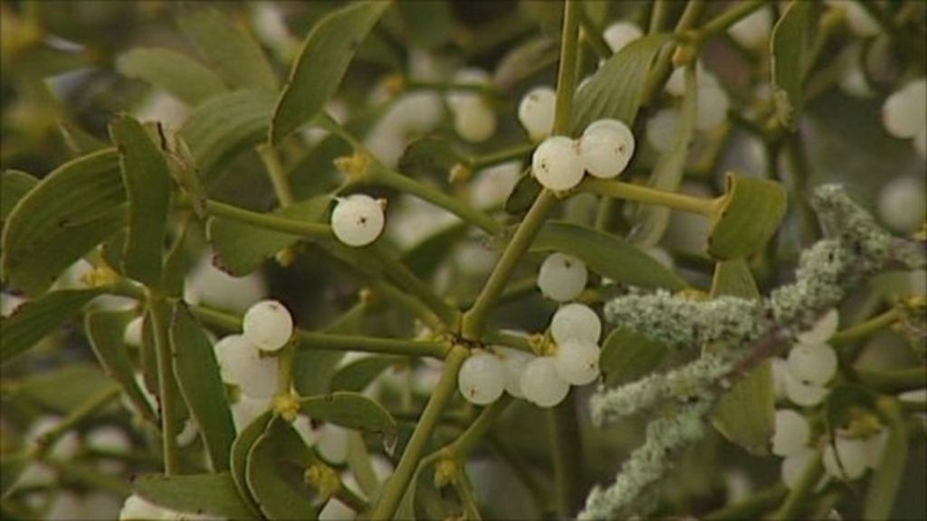 What to look for in mistletoe, and how to harvest it - BBC News
