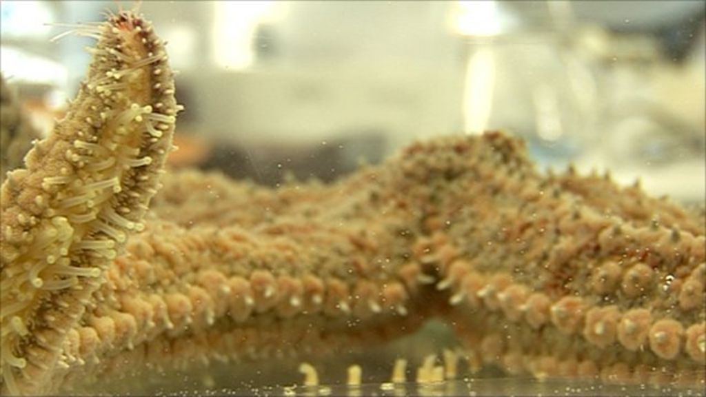 From starfish slime to medical treatment - BBC News