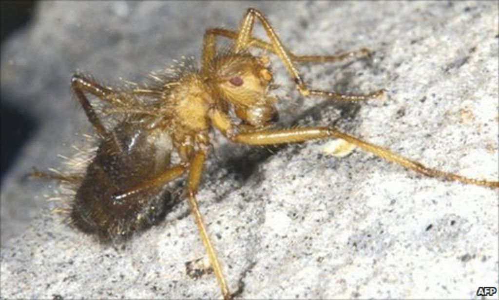 Bizarre hairy fly is rediscovered - BBC News