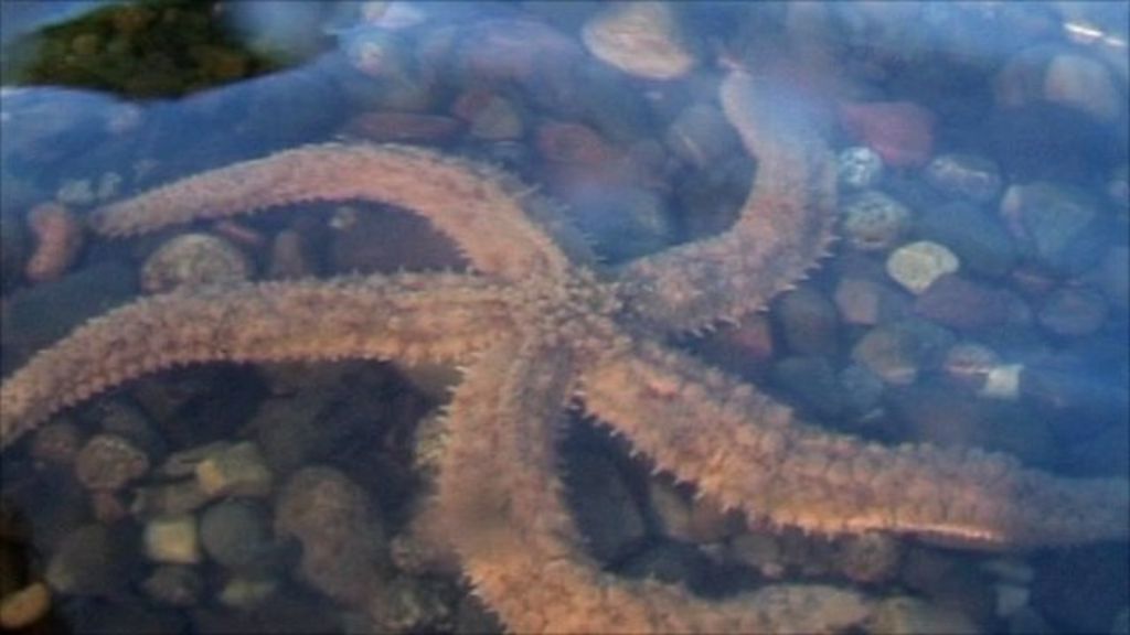 Starfish slime could be key to medical treatments - BBC News